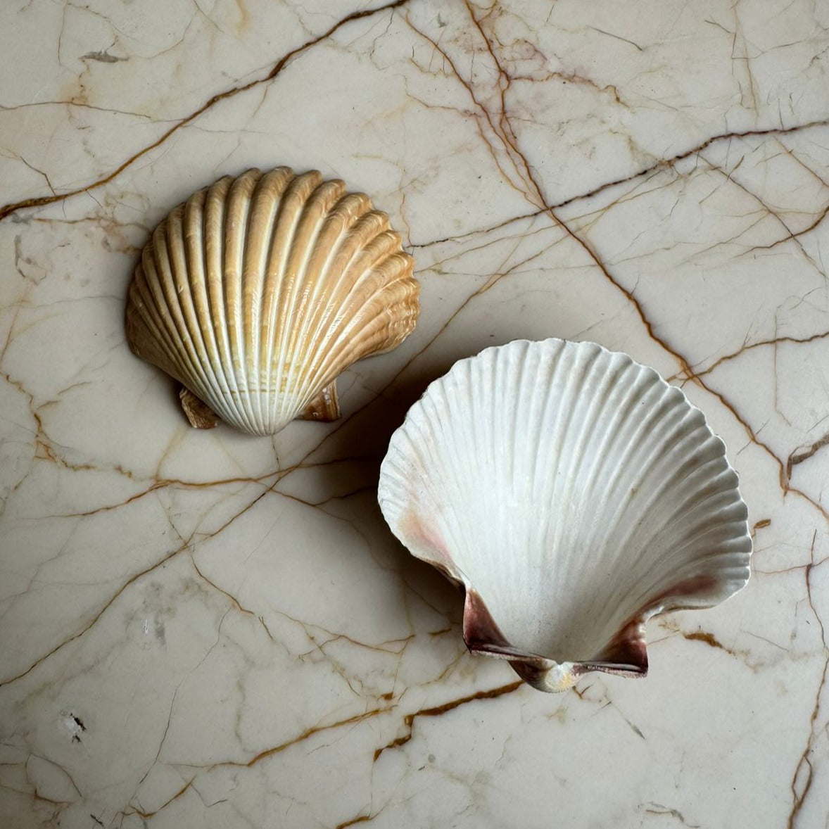 Medium Seep Sea shell - A (Pack of 2)