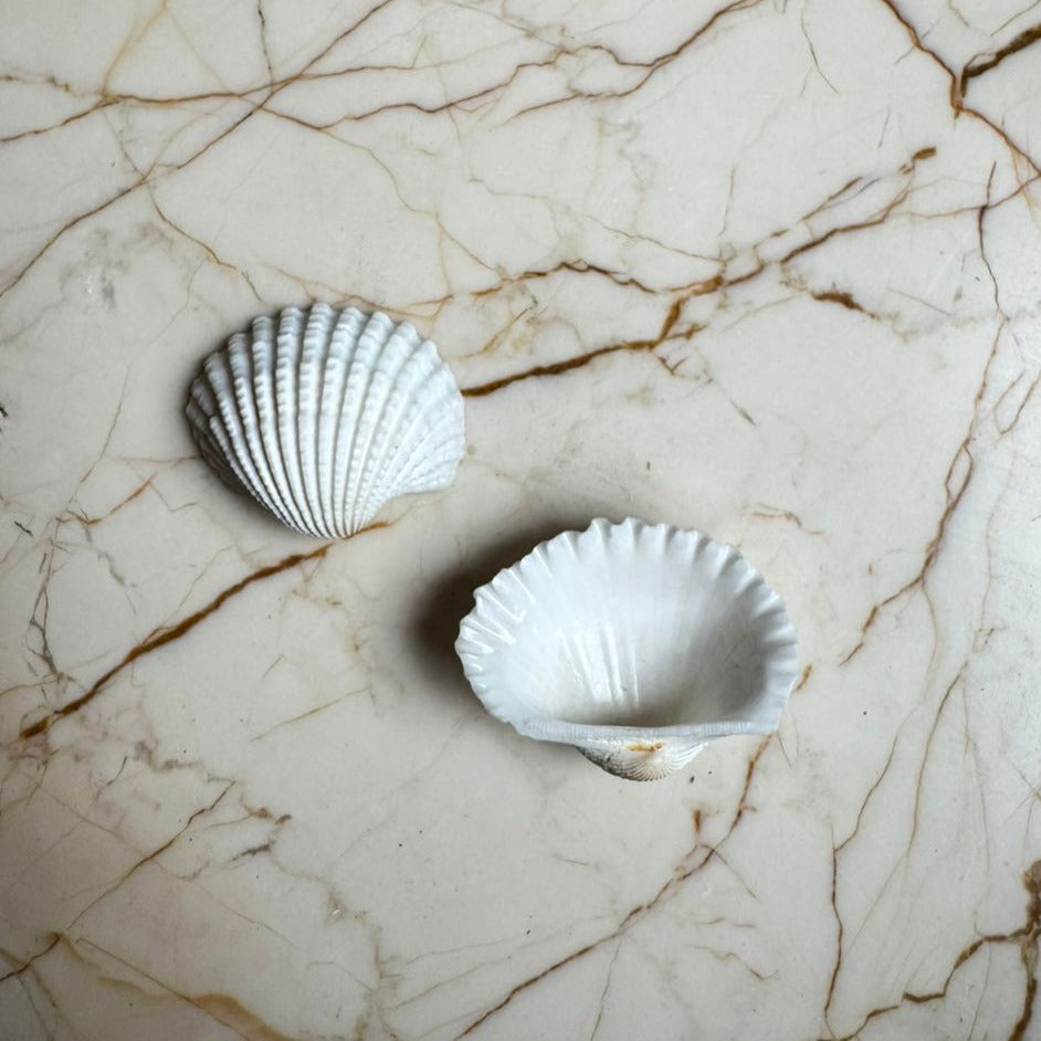 Medium Seep Sea shell - B (Pack of 2)